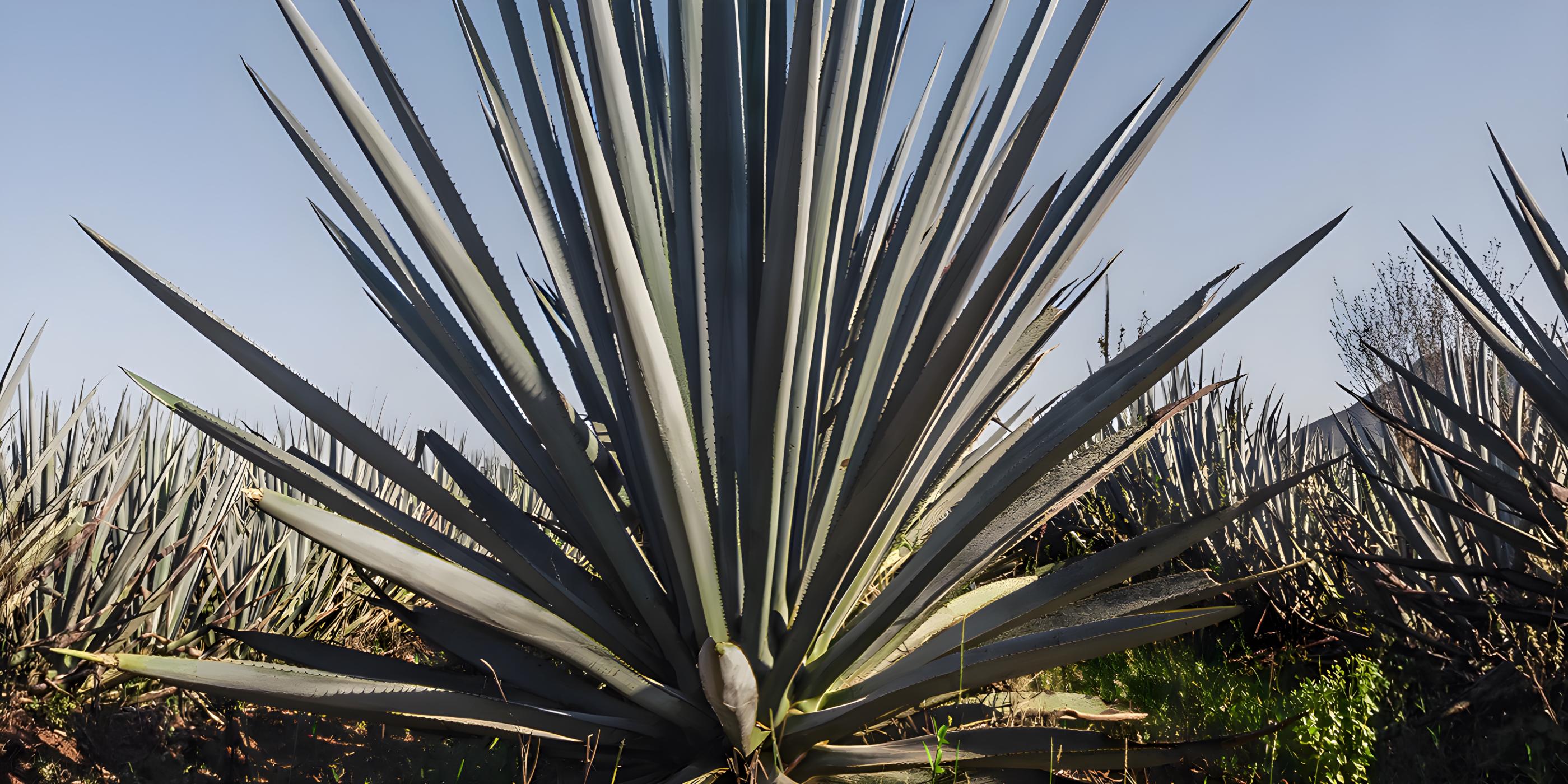 Your Expert for Food and Pharmaceutical Analysis - Quality Services ...